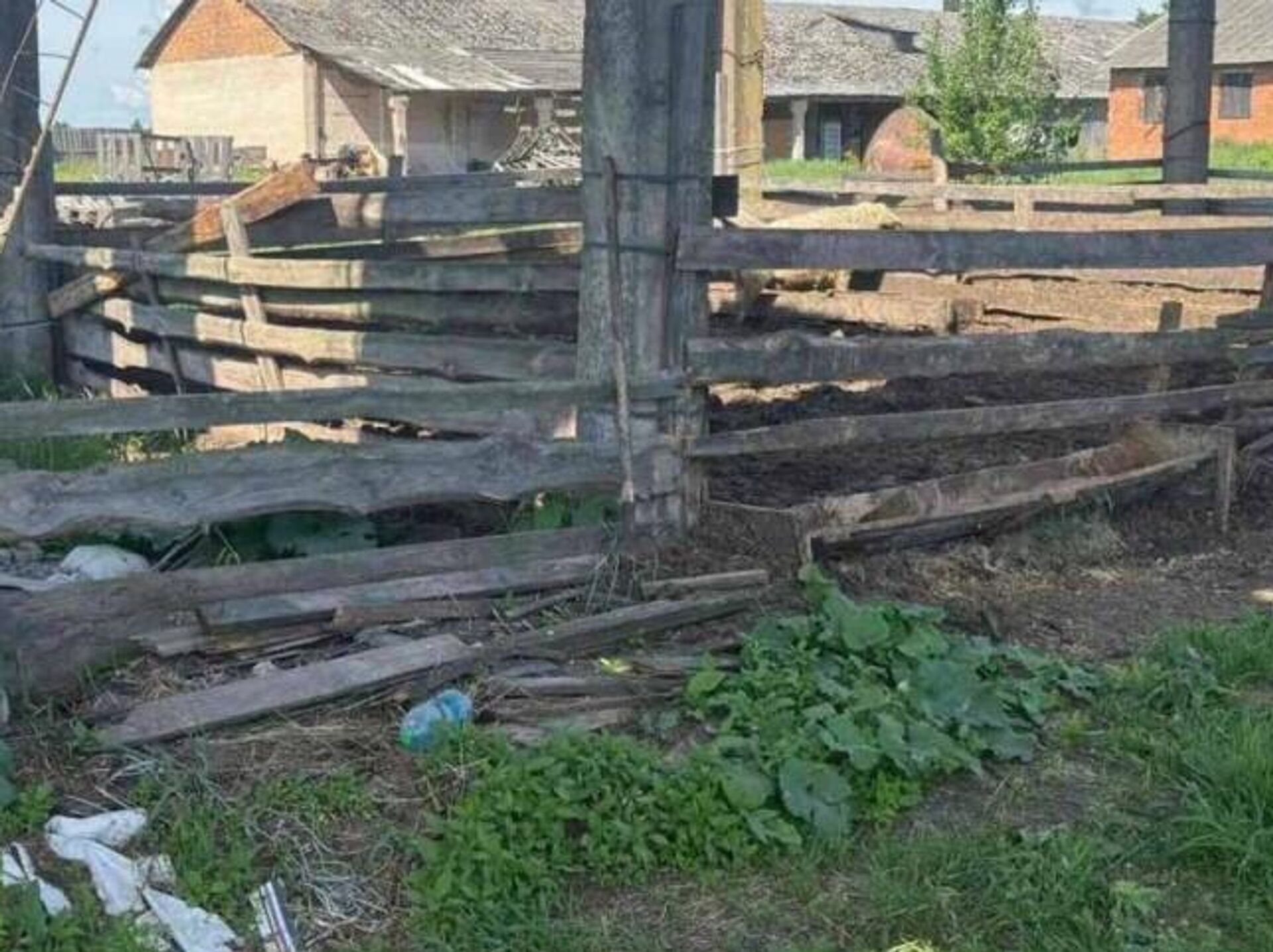Житель Костюковичского района забивал свинью, но выстрелил в ...